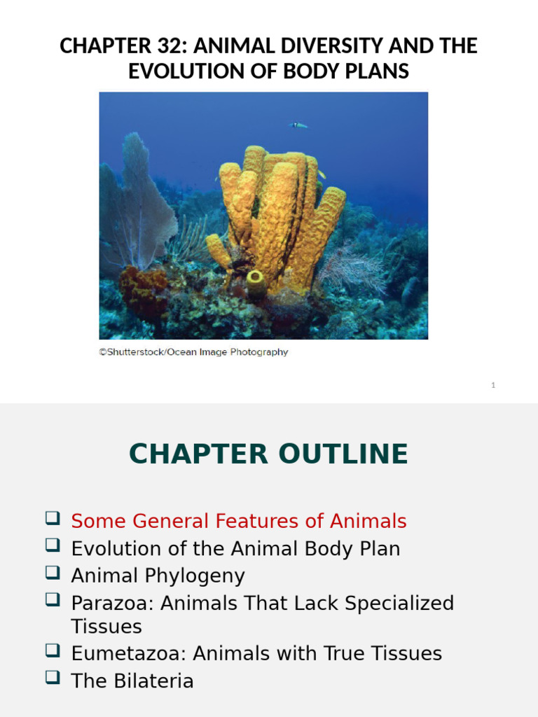 Key Innovations in Animal Evolution | PDF | Sponge | Biology