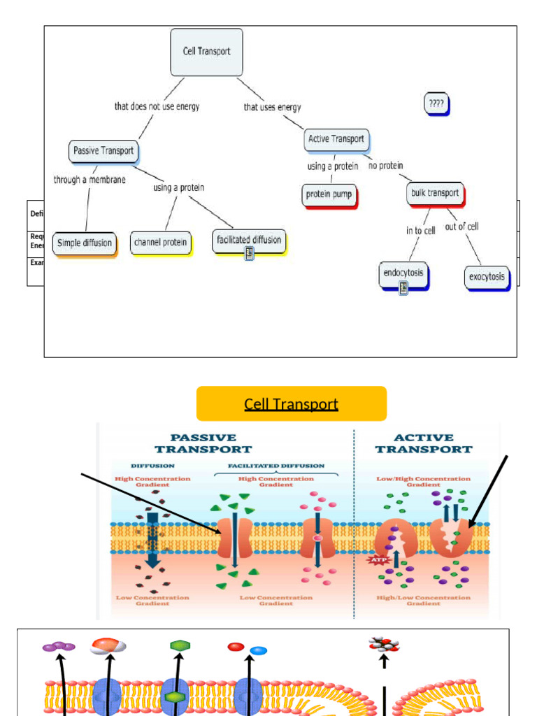 Cell Transport Comparizon | PDF