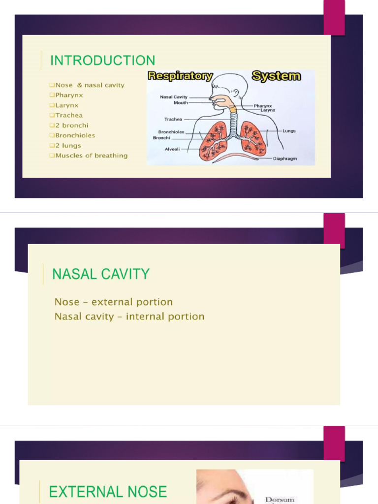 Nose | PDF