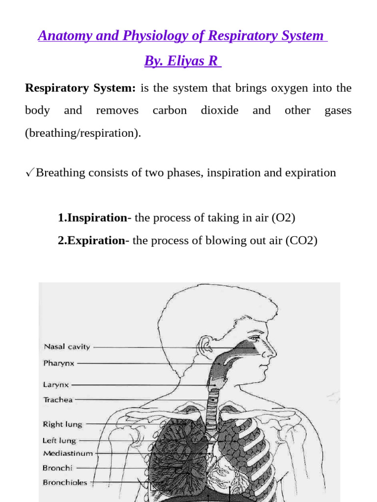 Respiratory System Anatomy & Functions | PDF | Respiratory Tract | Lung