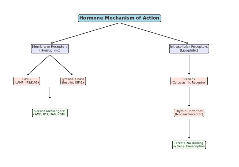 Hormone Mechanism Mindmap | PDF
