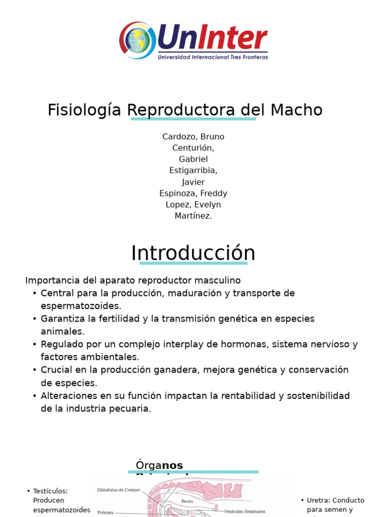 Fisiología Reproductora Macho | PDF | Semen | Reproducción humana