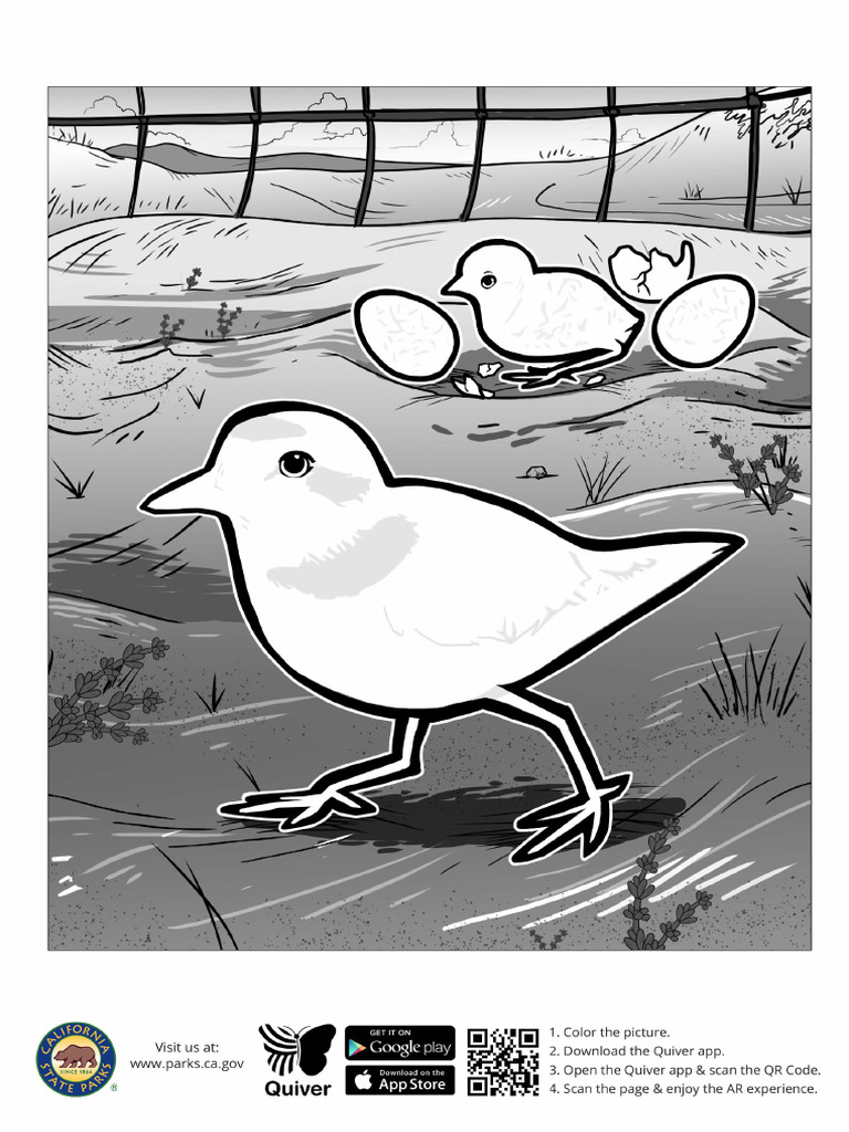 QuiverVision - Western Snowy Plover | PDF