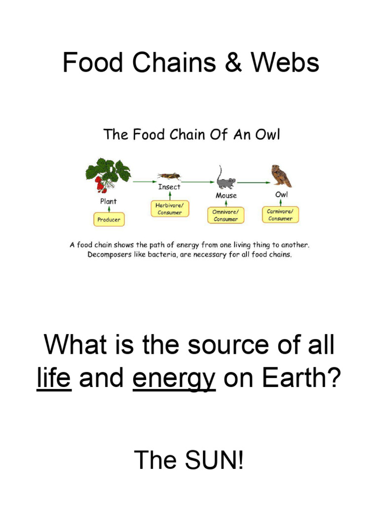 Food Chains & Webs 7 | PDF