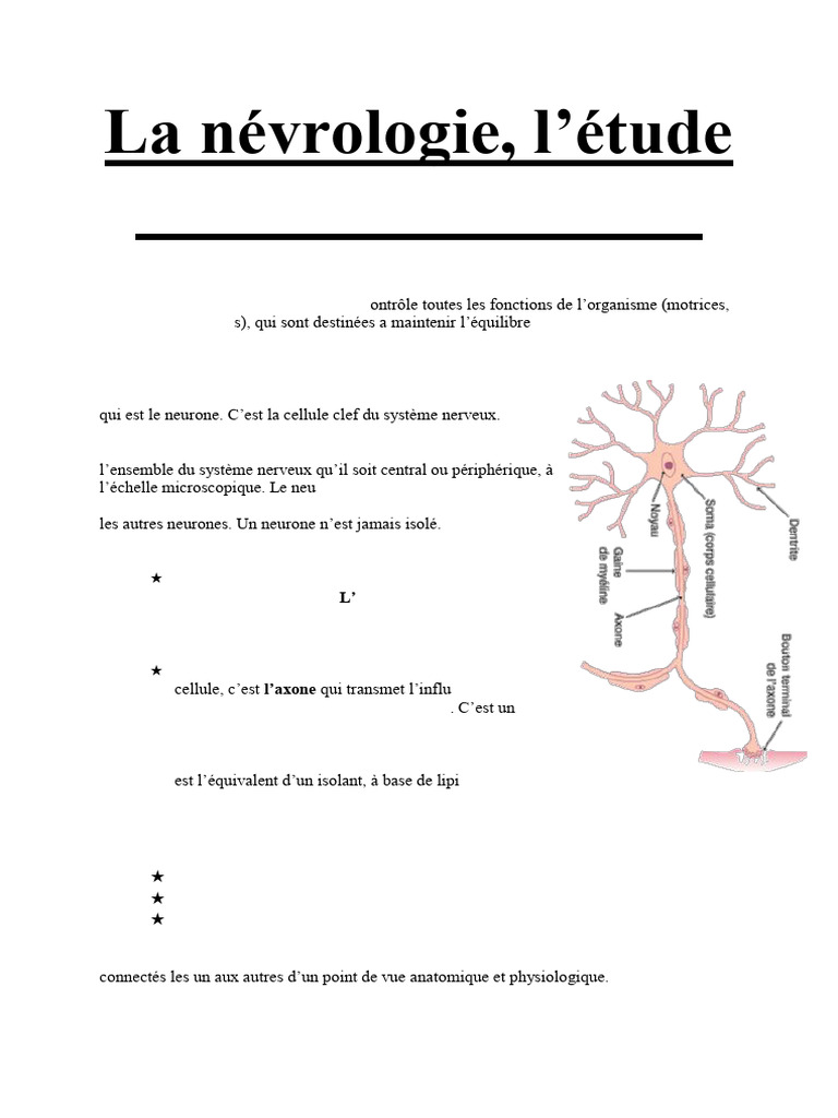 Systeme Nerveux Peripherique | PDF | Système nerveux | Main