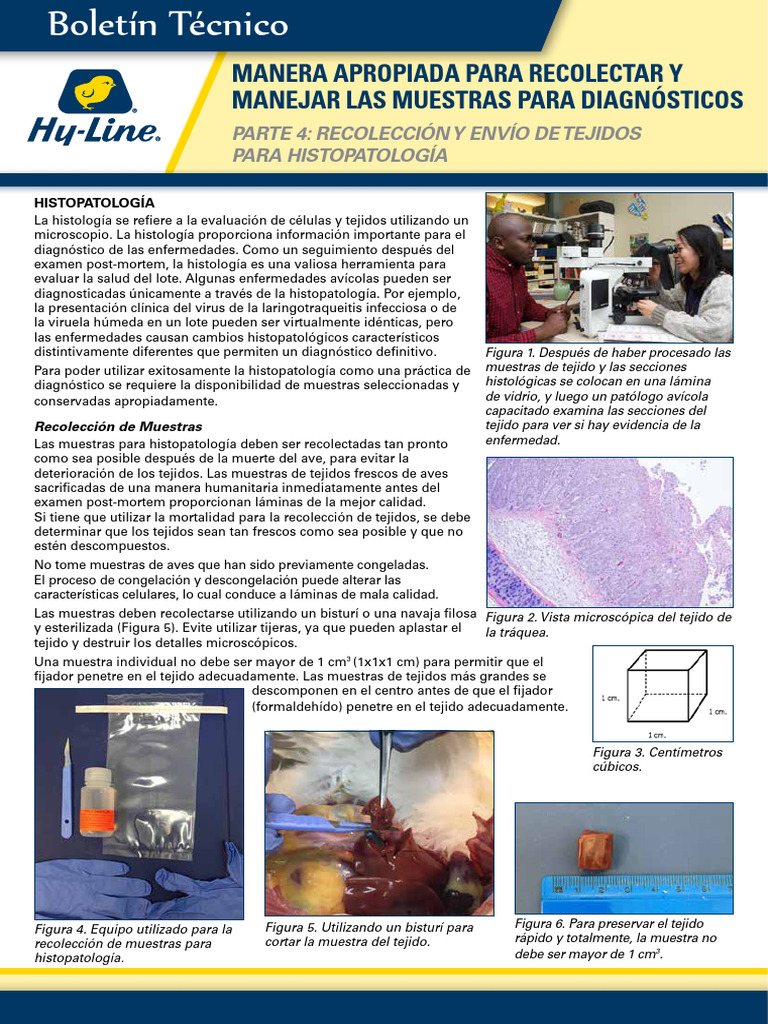 Manera Apropiada Para Recolectar y Manejar Muestra Para Diagnóstico ...