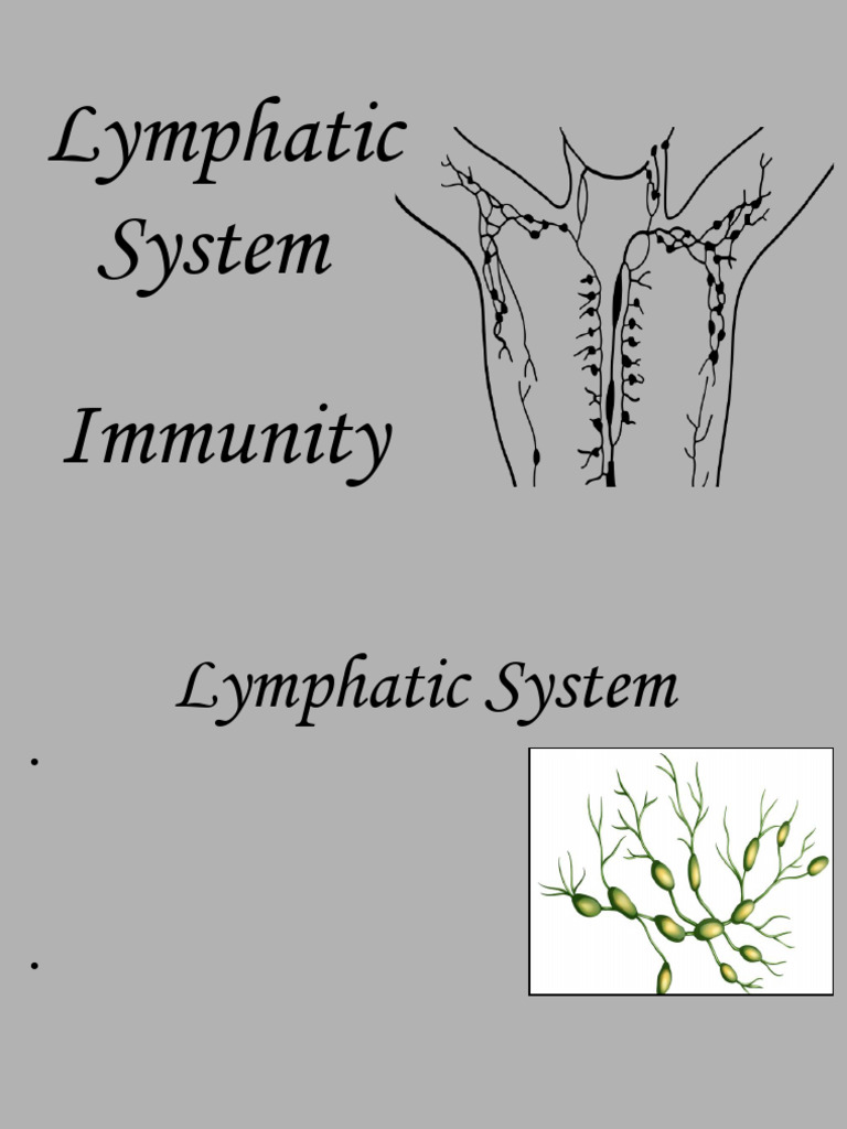 Lymphatic System & Immunity (Revision 2020) | PDF | Lymphatic System ...