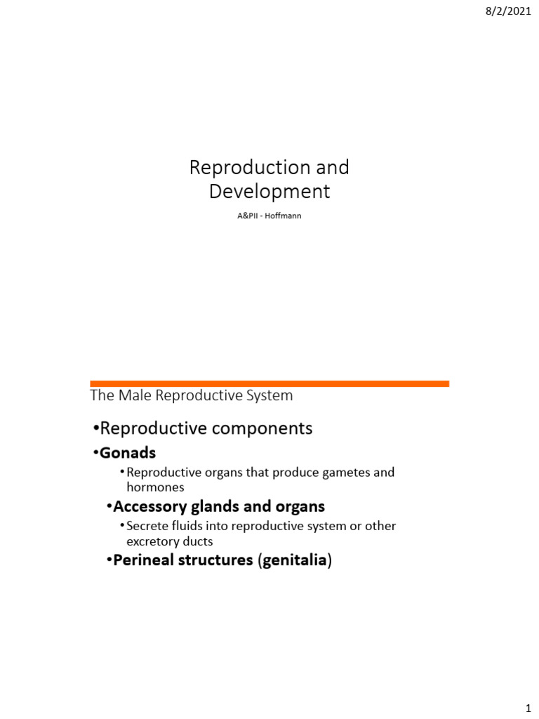 Male Reproductive System Overview | PDF | Menstrual Cycle | Ovary