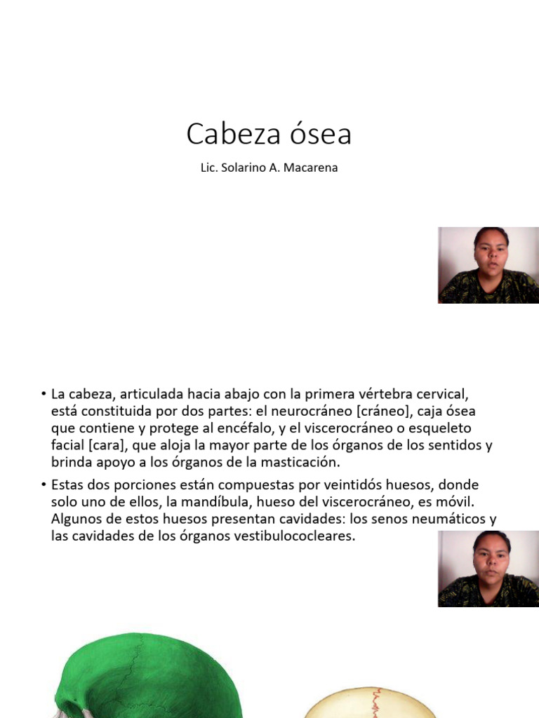 Anatomía de la Cabeza Ósea | PDF | Cráneo | Cabeza y cuello humanos