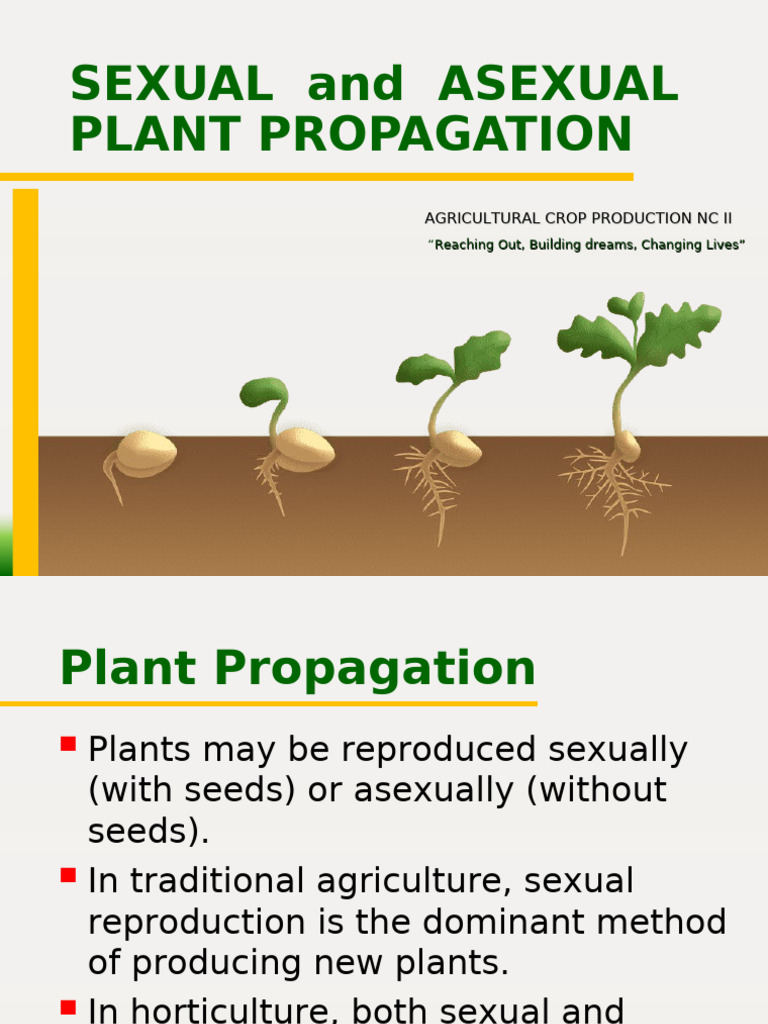 Plant Propagation Methods Explained | PDF | Sexual Reproduction | Seed