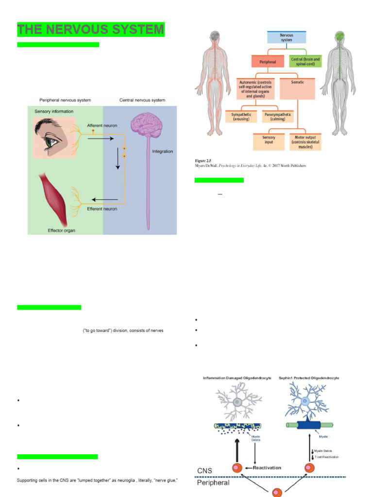 The Nervous System Notes | PDF | Brainstem | Nervous System