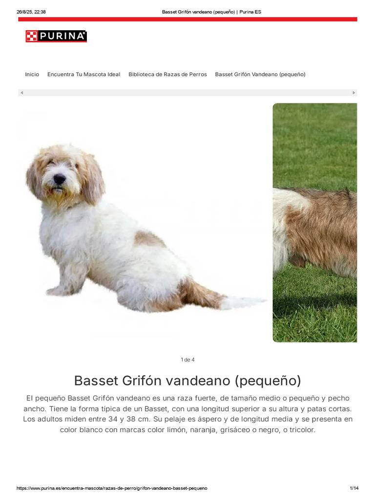 Basset Grifón Vandeano (Pequeño) - Purina ES | PDF | Perros | Razas de ...