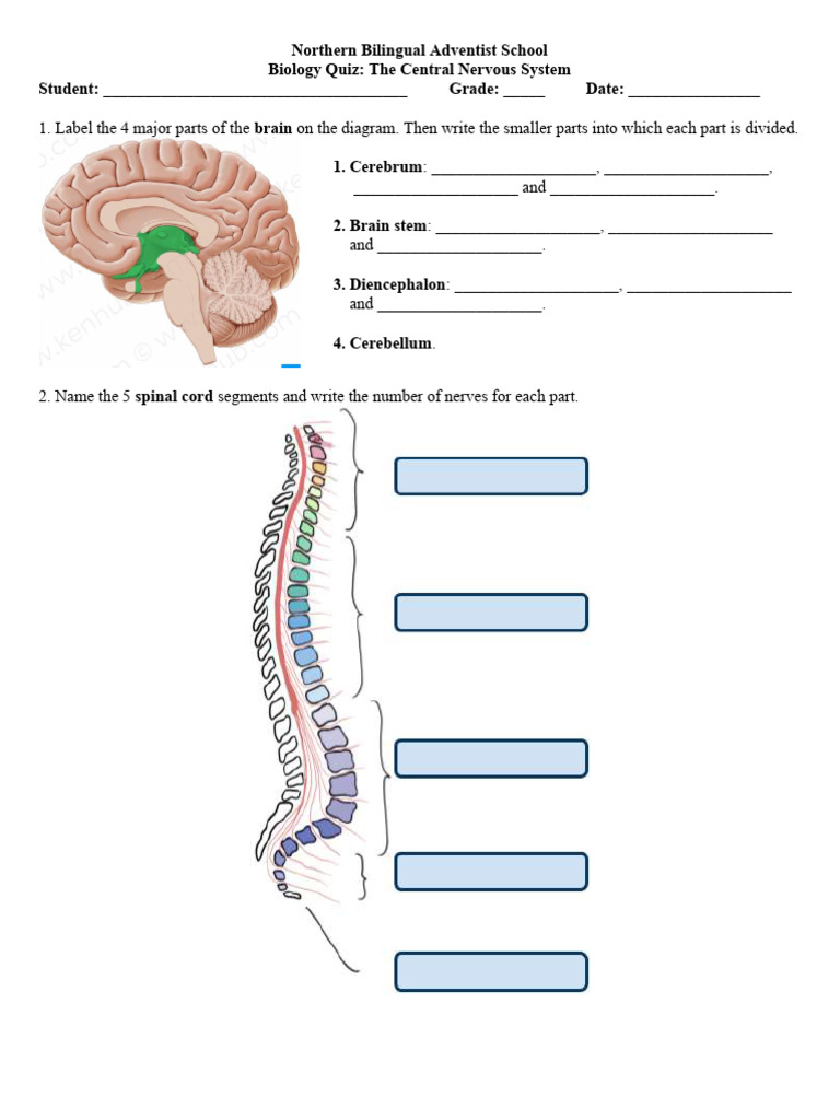 Quiz - The Central Nervous System. | PDF