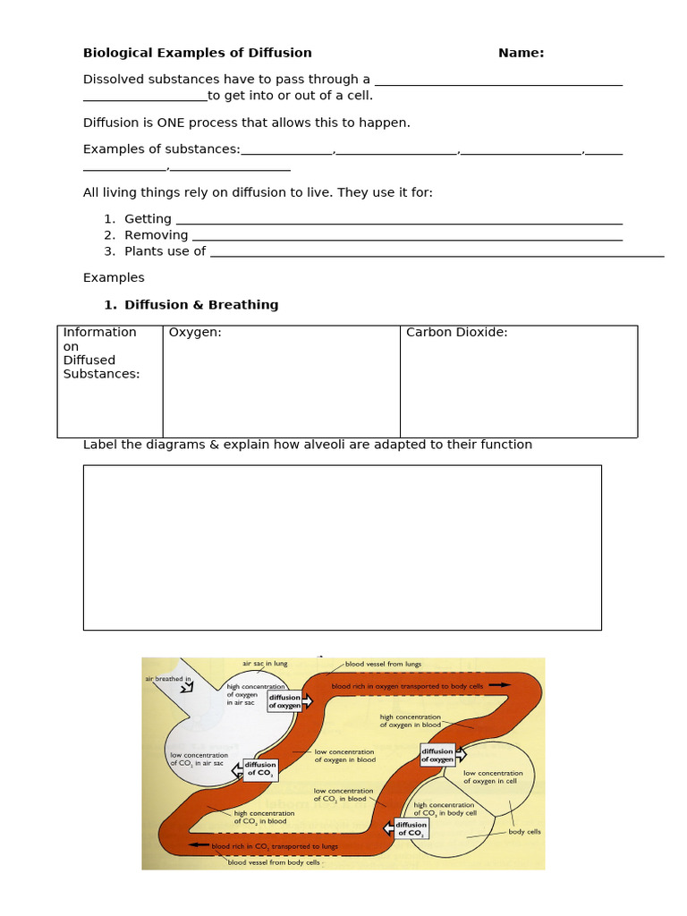 Diffusion & Examples - Worksheet | PDF