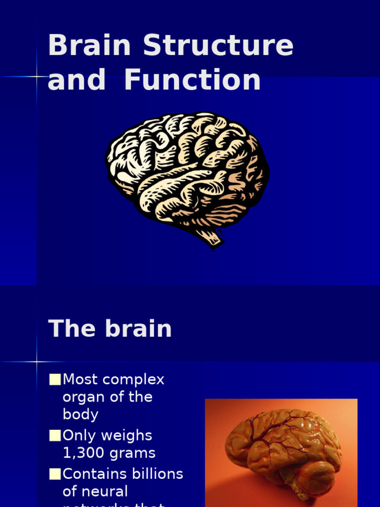 Ain Structure and Function | PDF | Cerebral Hemisphere | Cerebral Cortex