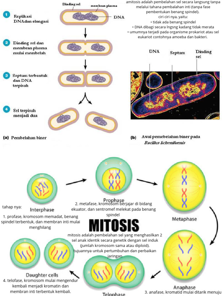 Pembelahan Sel: Mitosis, Meiosis, dan Proses Gametogenesis | PDF