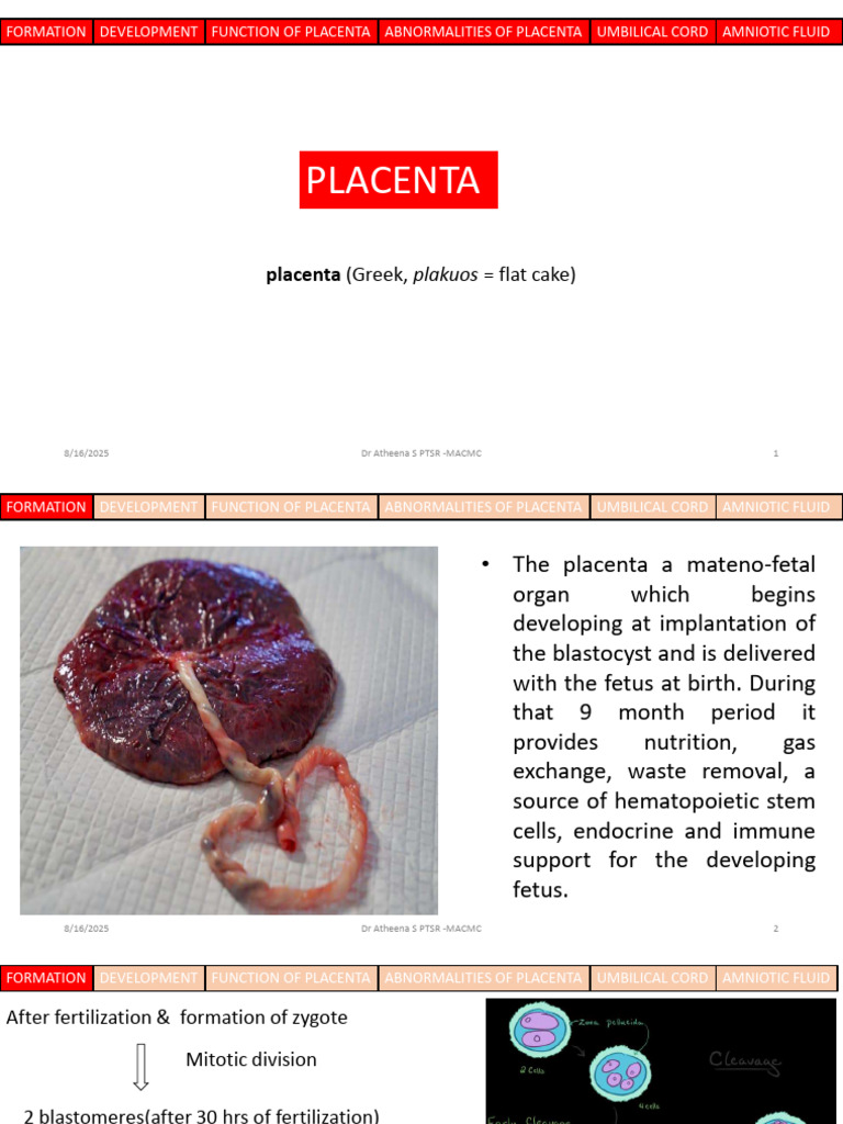 PLACENTA (2) Choladeck | PDF | Placenta | Circulatory System
