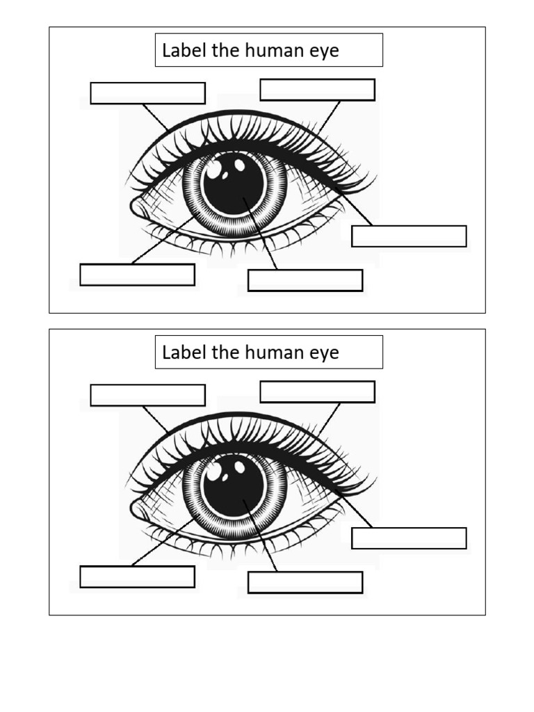 Human Eye | PDF