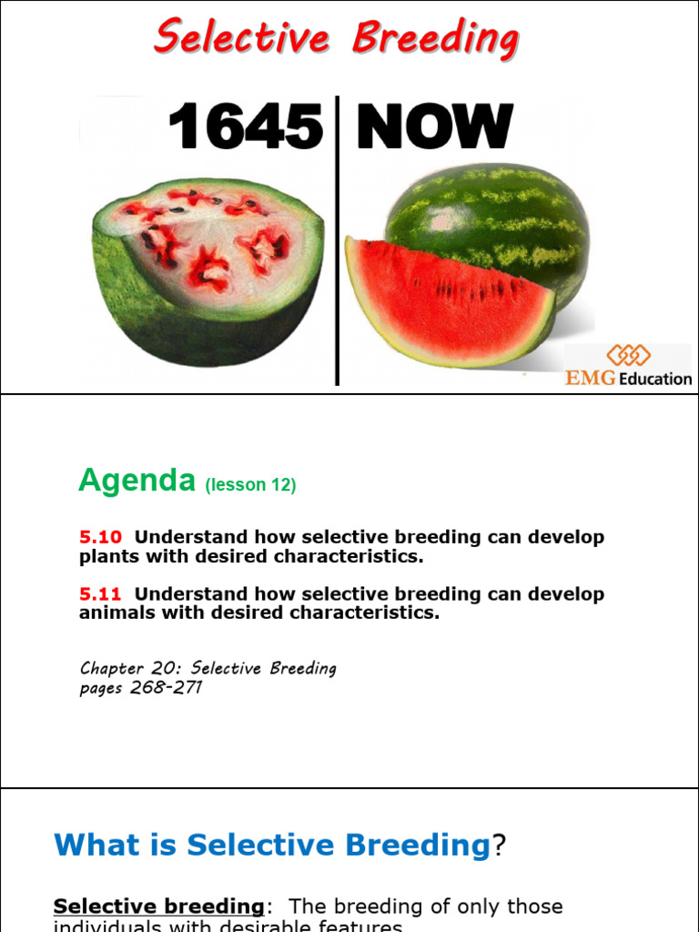 Understanding Selective Breeding | PDF | Selective Breeding | Plant ...