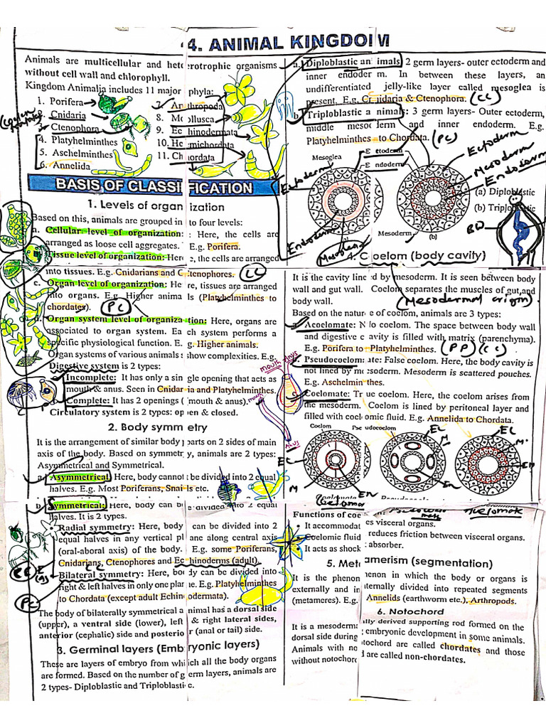 Animal Kingdom Full PDF | PDF