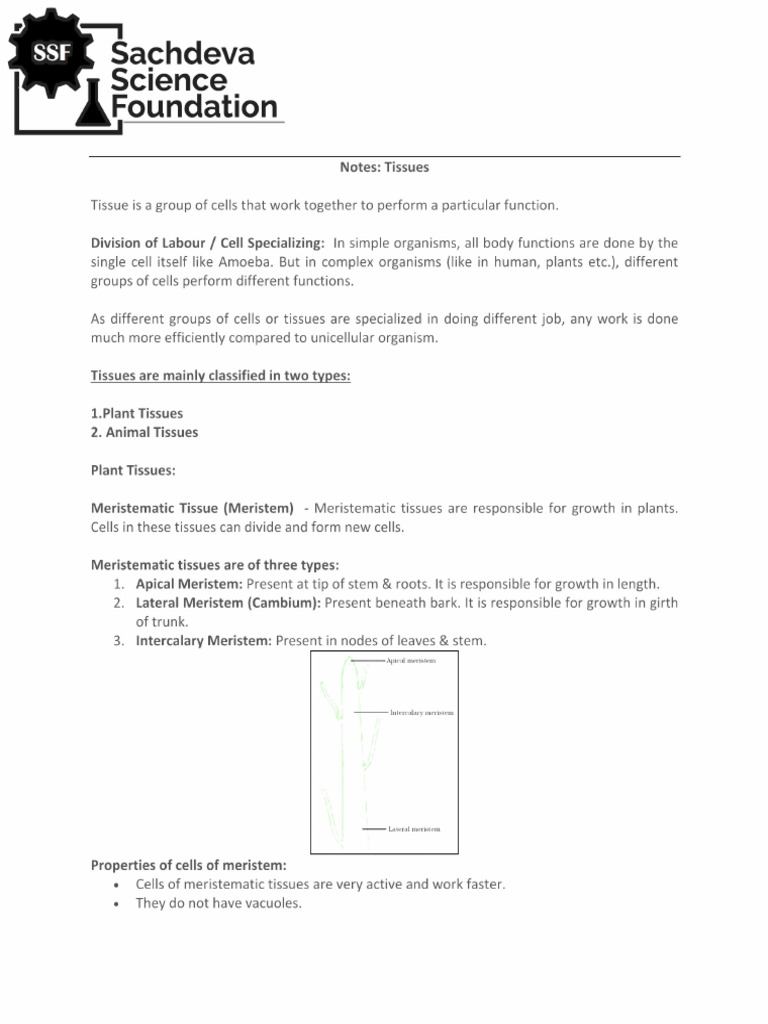 Class 9th Notes Tissues-Processed | PDF