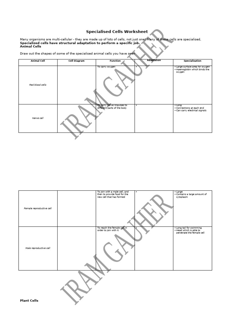 Specialised Cells Worksheet 2025 | PDF | Cell (Biology) | Plants