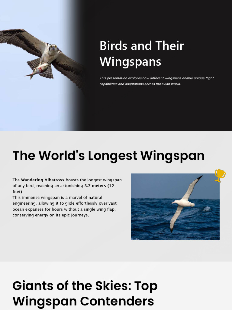 Exploring Bird Wingspans and Flight | PDF | Birds | Gliding