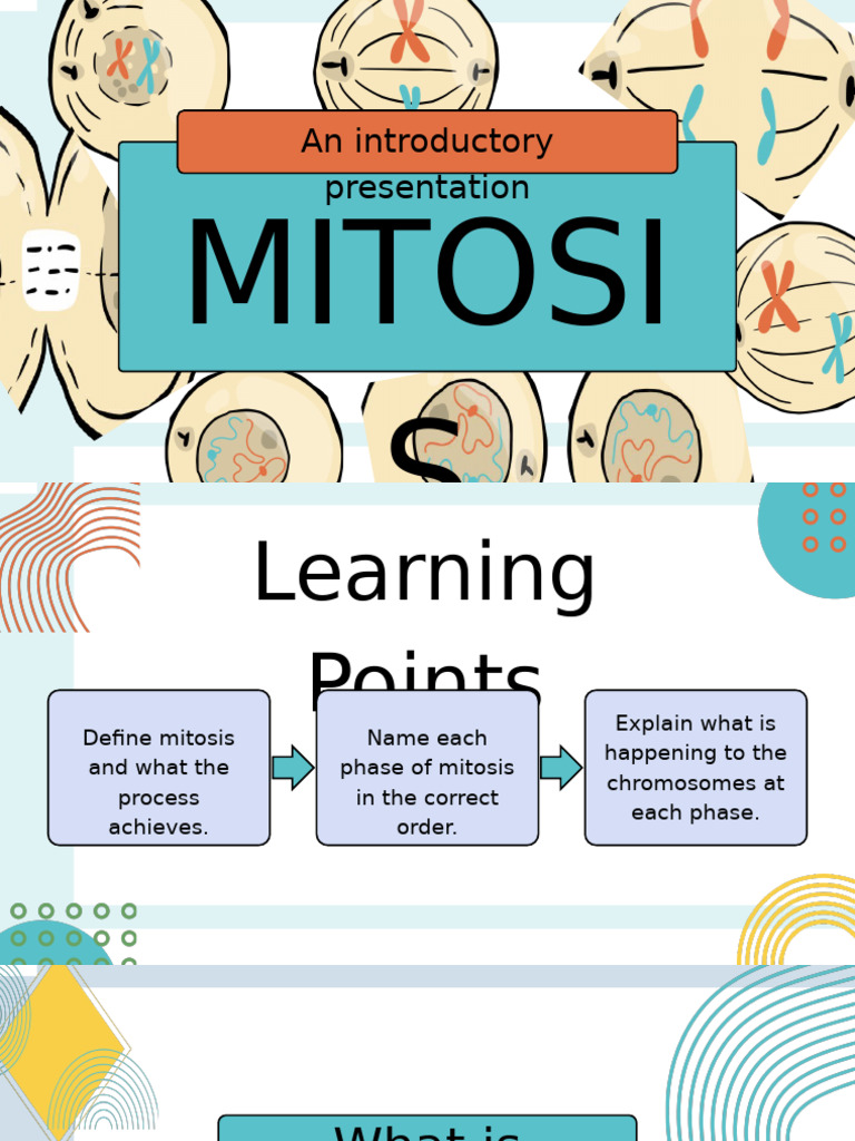 Mitosis Process and Phases Explained | PDF | Mitosis | Chromosome