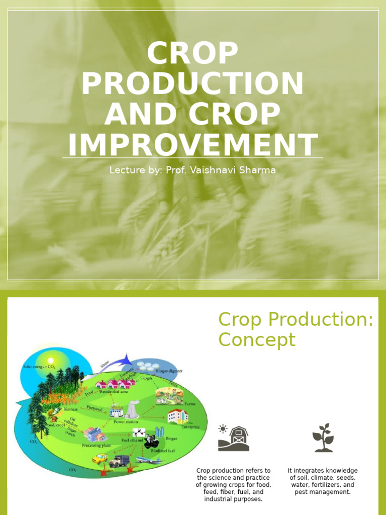 Crop Production and Improvement | PDF | Agriculture | Plant Breeding