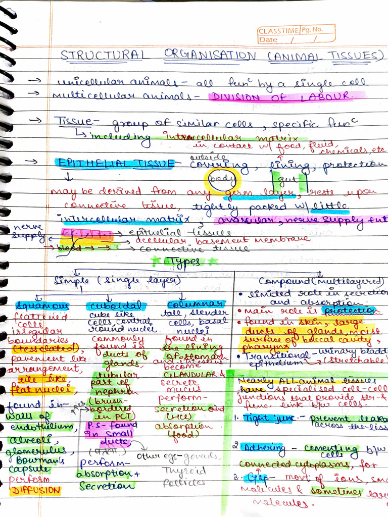 Animal Tissues Short Handwritten Notes | PDF