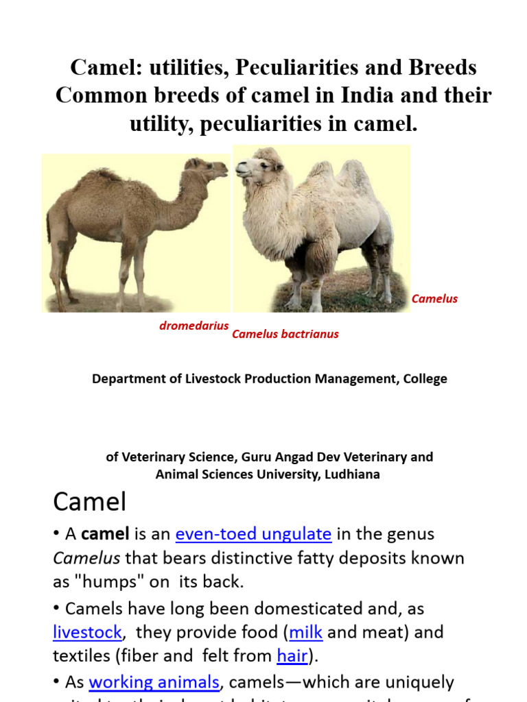 20 Camel Utilities Pecularities Breeds | PDF | Camel