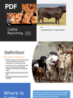 Cow Taxonomic Classification | PDF