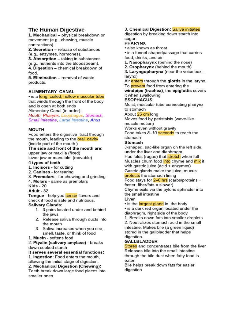 Digestive System: Mechanical & Chemical Processes | PDF | Human ...