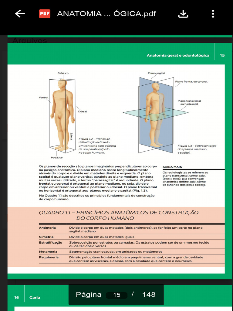 Posición Anatómica del Cuerpo Humano | PDF