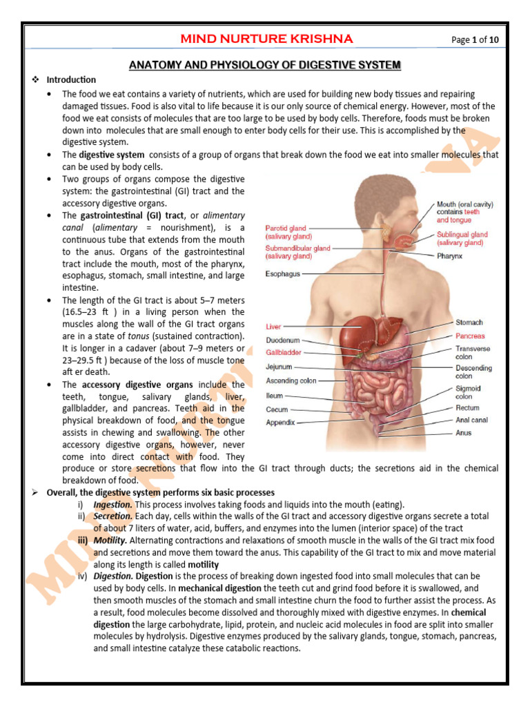 Female Digestive System Anatomy | PDF | Stomach | Gastrointestinal Tract