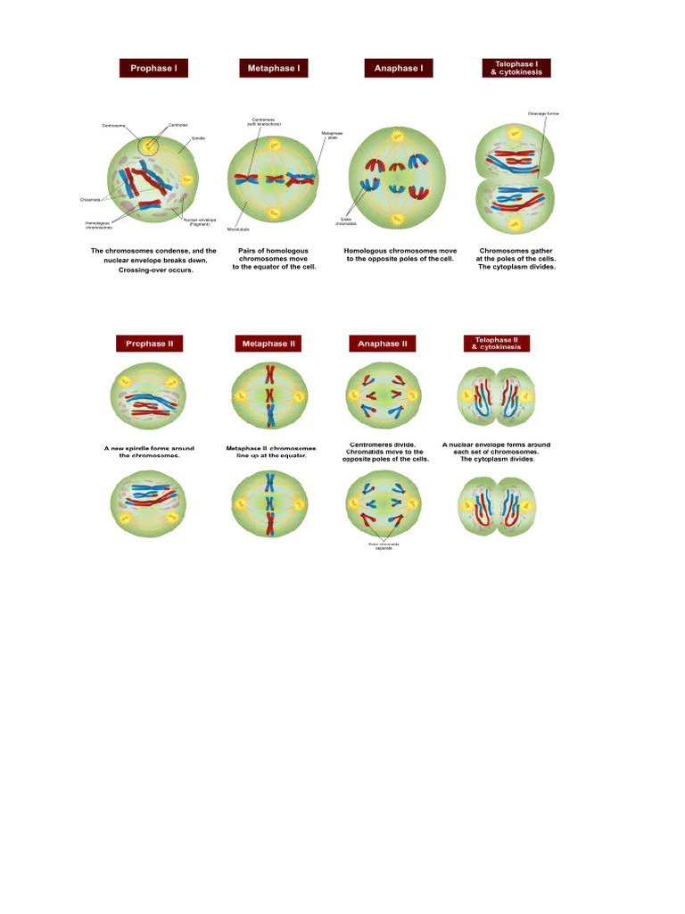 Pembelahan Sel Meiosis 1&2 | PDF