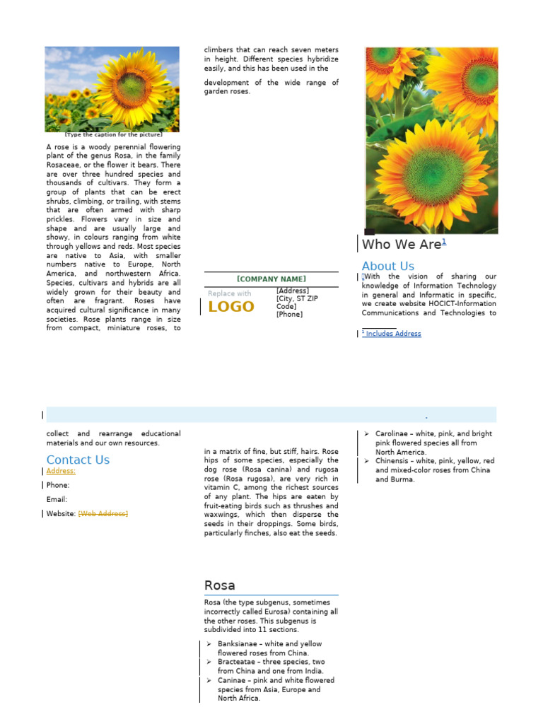 Overview of Rose Species and Cultivars | PDF | Rose | Horticulture