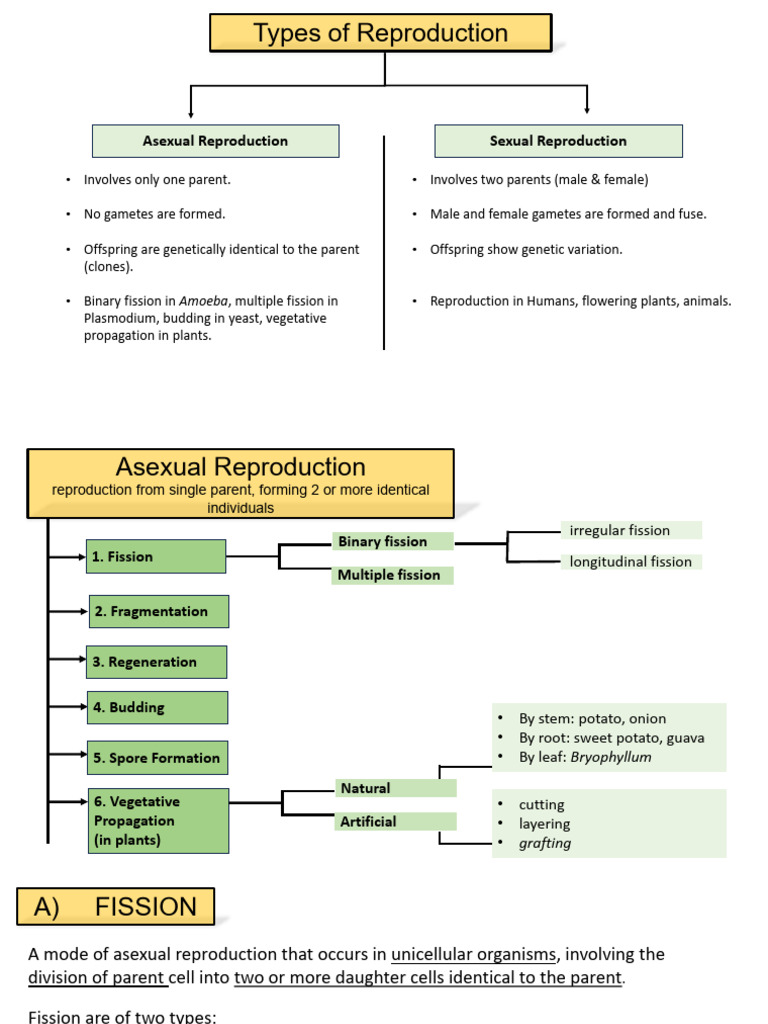Asexual Reproduction in Organisms | PDF | Reproduction | Cell (Biology)