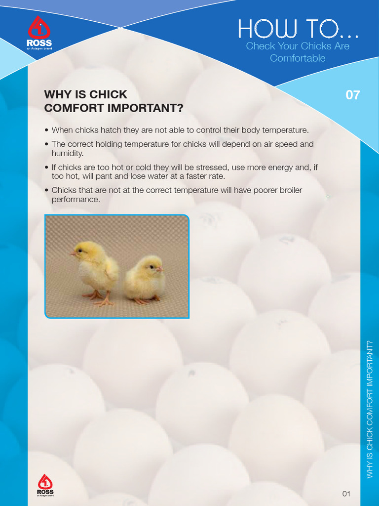 Ross How To 7 Chick Comfort | PDF | Temperature | Thermometer