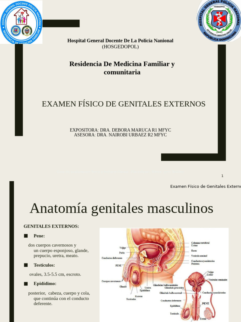 Copia de Copia de Genitales Externos Final | PDF | Labios | Testículo