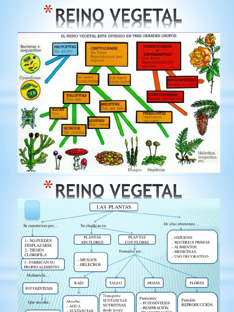 Mapa Conceptual Reino Vegetal | PDF