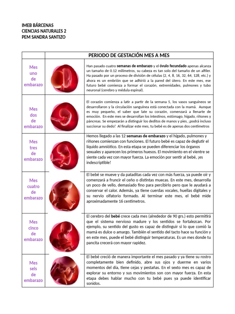 Embarazo: Desarrollo Mes a Mes | PDF | Parto | Anatomía