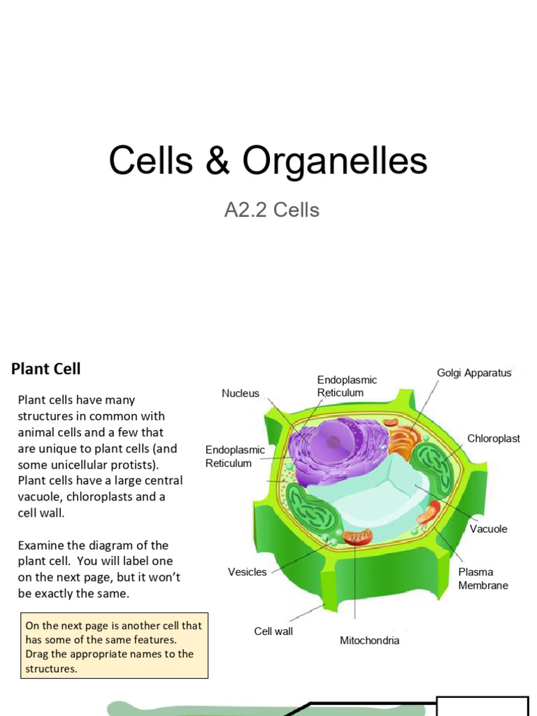 DP BIO A2.2 Cells and Organelles Labelling Slides English | PDF | Cell ...