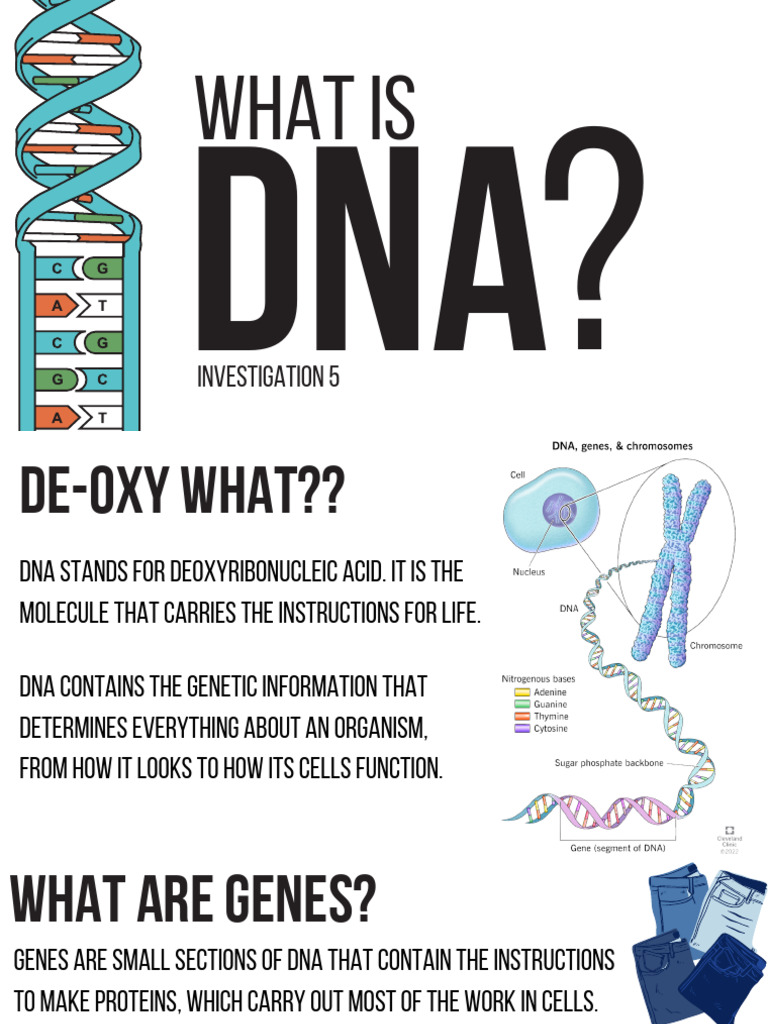 Understanding DNA Structure and Replication | PDF | Dna | Dna Replication