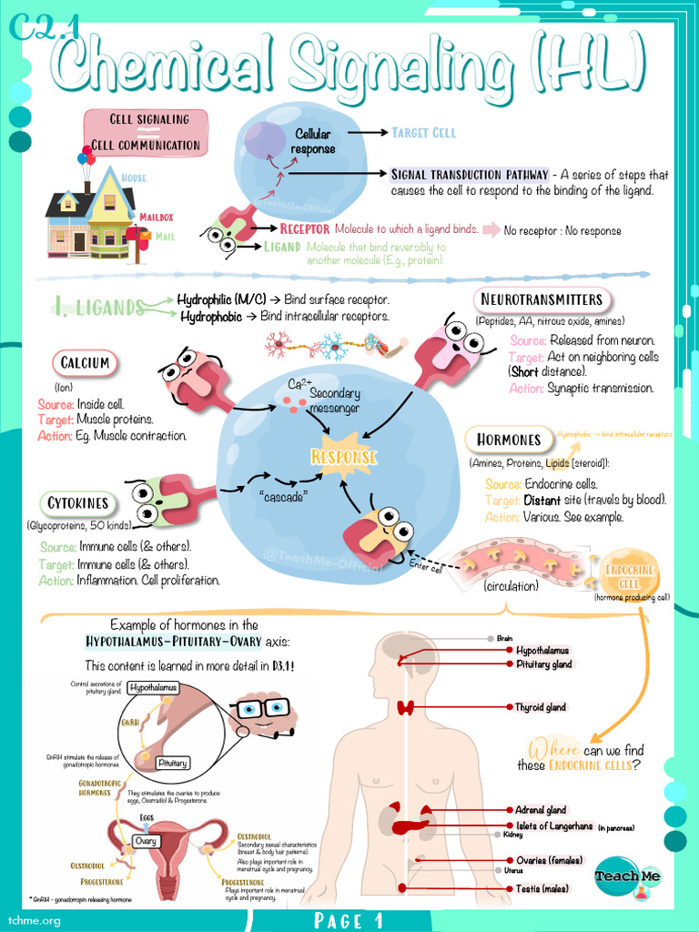 Understanding Cell Signaling Mechanisms | PDF | Cell Signaling | Hormone