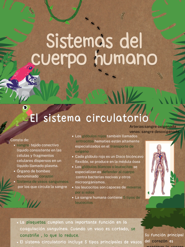 Sistemas del Cuerpo Humano Explicados | PDF | Sistema circulatorio ...