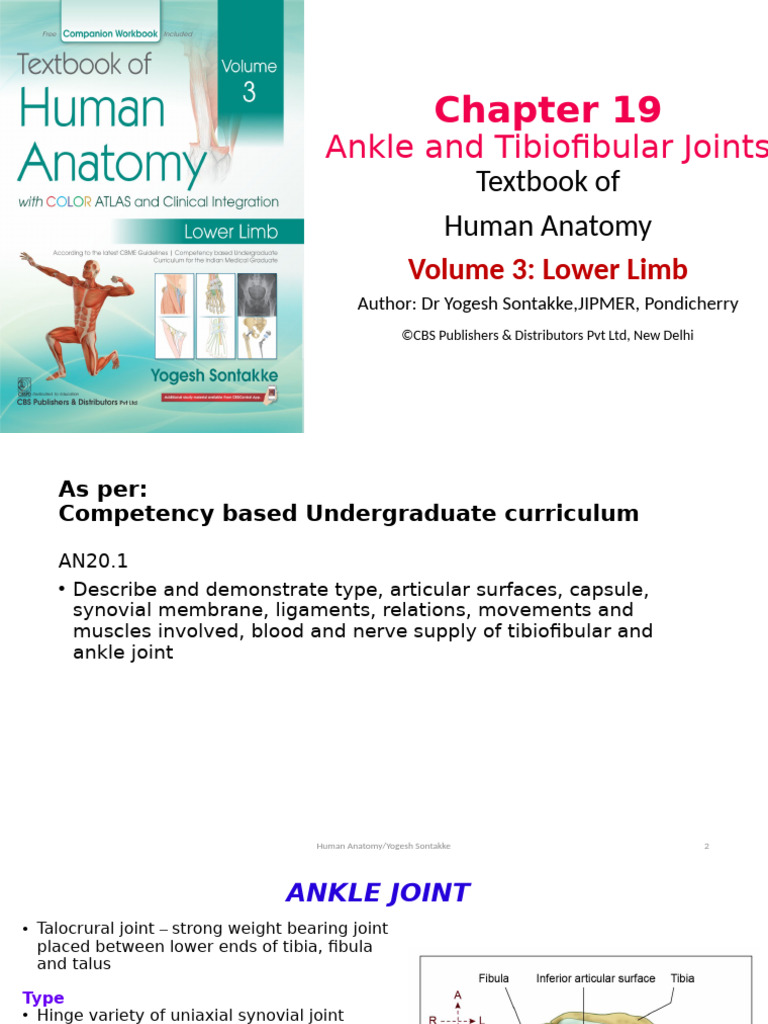 Anatomy of The Ankle and Tibiofibular Joints | PDF | Ankle | Foot