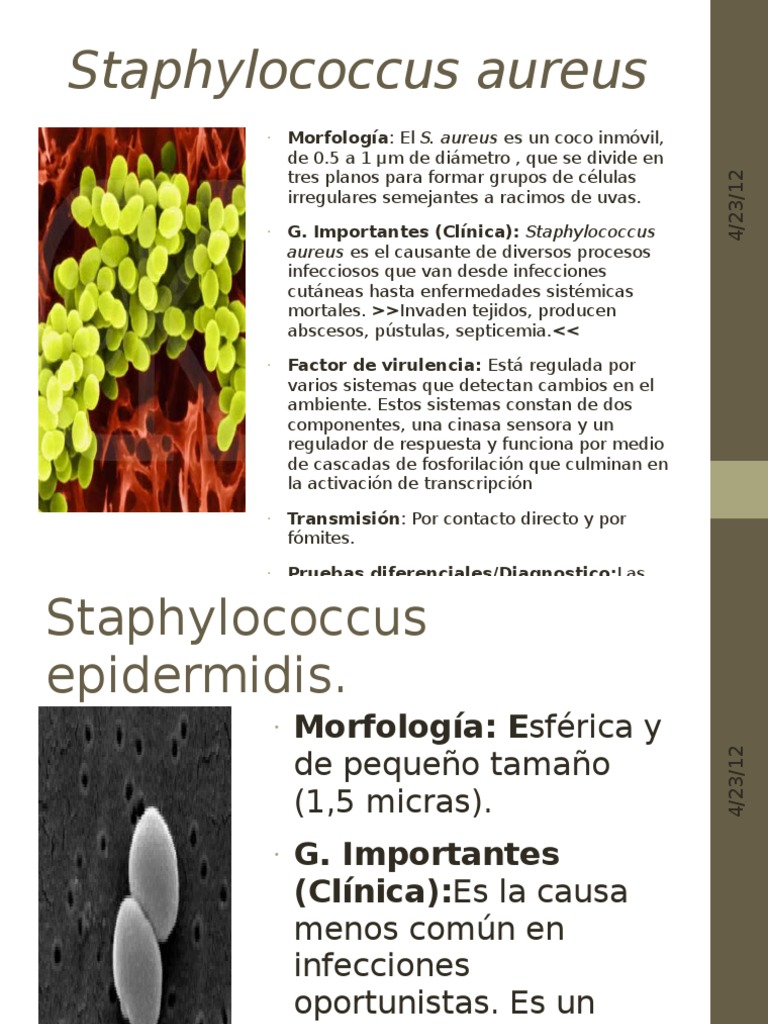 Staphylococcus Aureus Pdf Staphylococcus Aureus Estreptococo