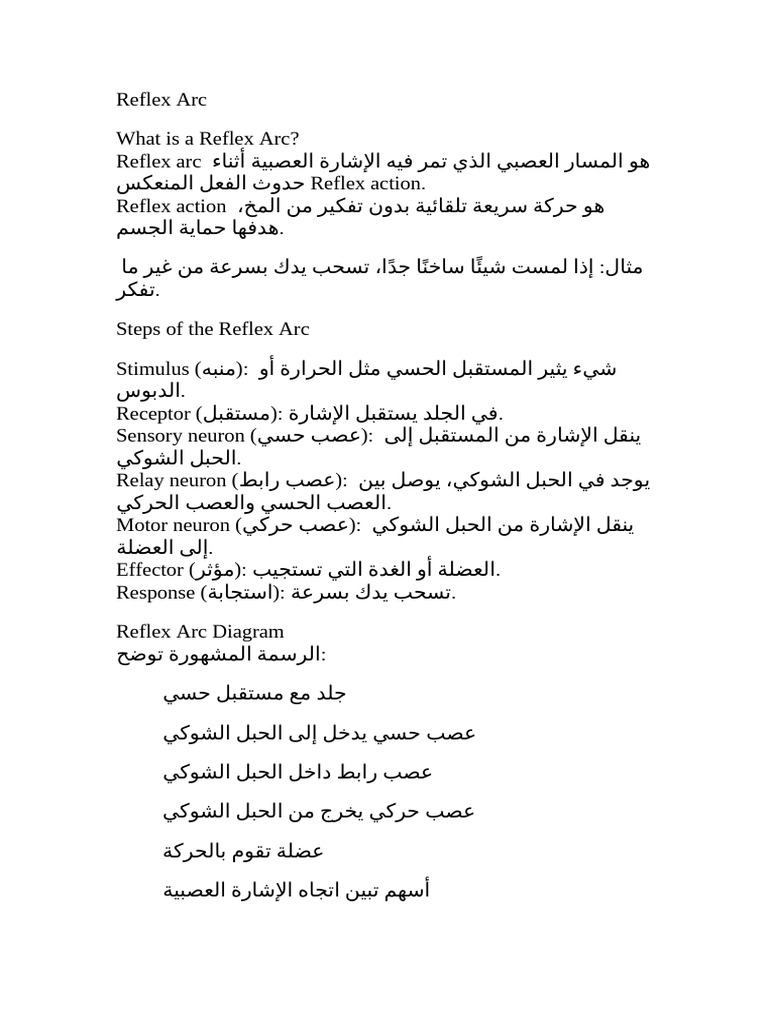Reflex Arc | PDF