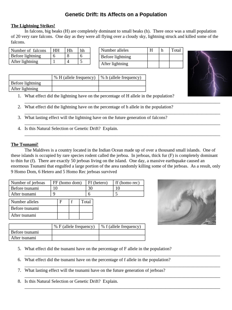 Genetic Drift Worksheet | PDF | Tsunami | Evolutionary Biology